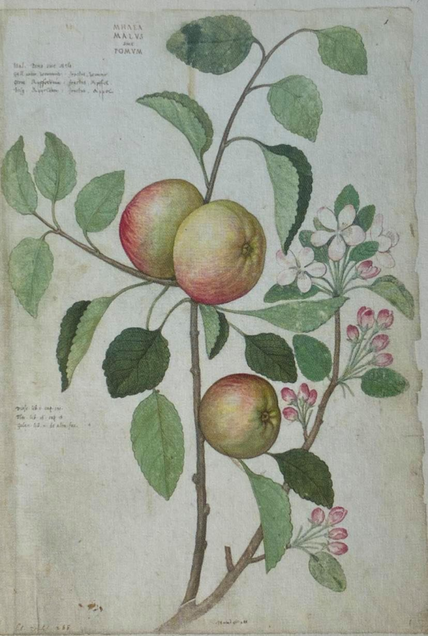 Tudor Apple Fritters: The Perfect Autumn Treat - The Tudor Travel Guide